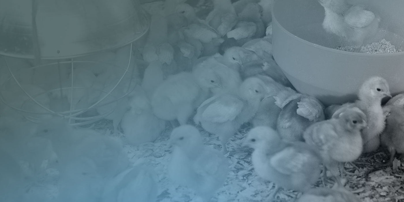 Incubators & Brooding – Brookfield Poultry Equipment