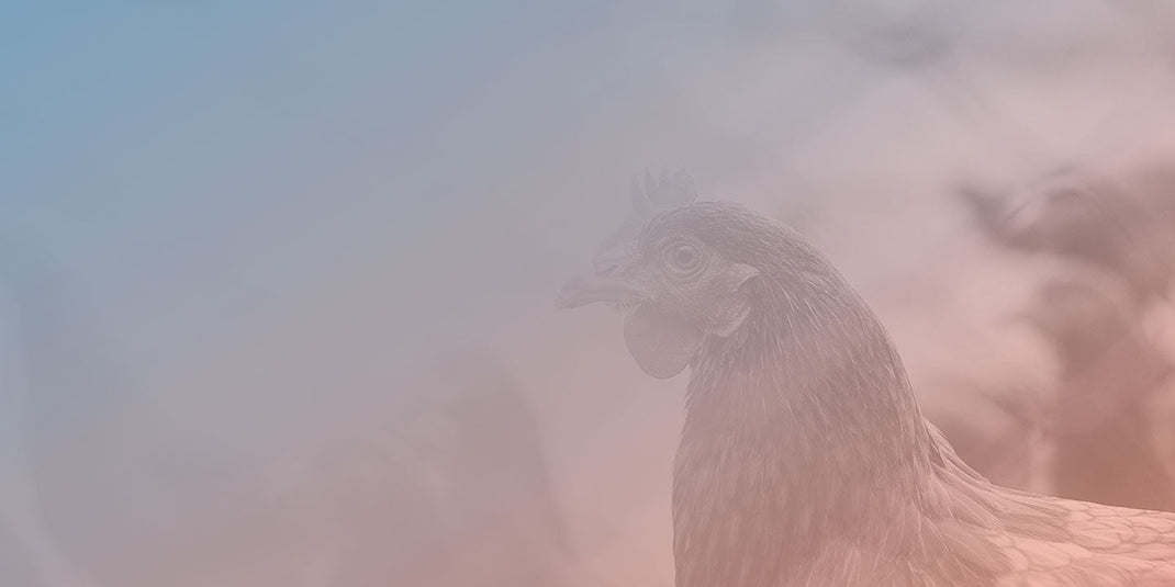 Poultry Supplies in Australia | Brookfield Poultry Equipment