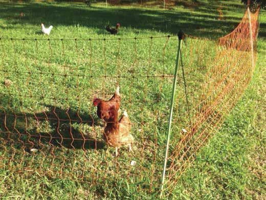 Thunderbird Electric Fence Poultry Netting 106cm x 50mt – Brookfield ...
